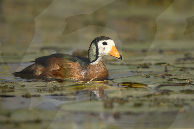 African Pygmy Goose - BIA birdimagency