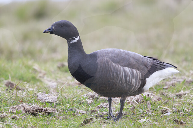 Brant Goose - BIA birdimagency