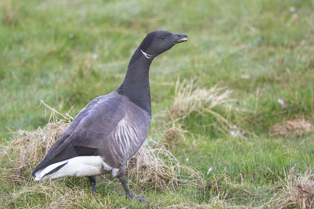 Brant Goose - BIA birdimagency