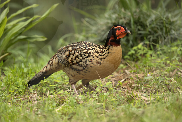 Cabot's Tragopan - BIA birdimagency
