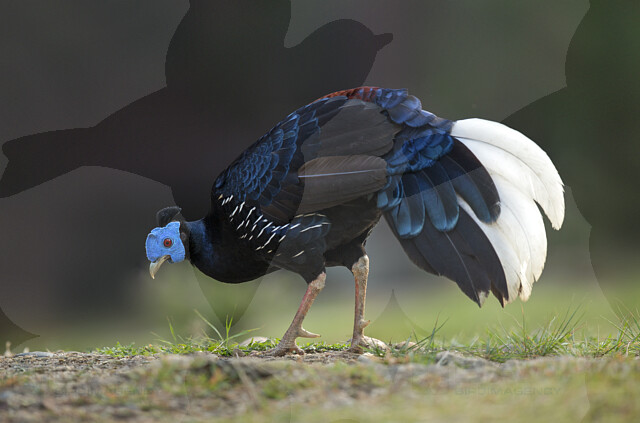 Crested Fireback - BIA birdimagency