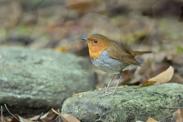 Japanese Robin Bird Pictures